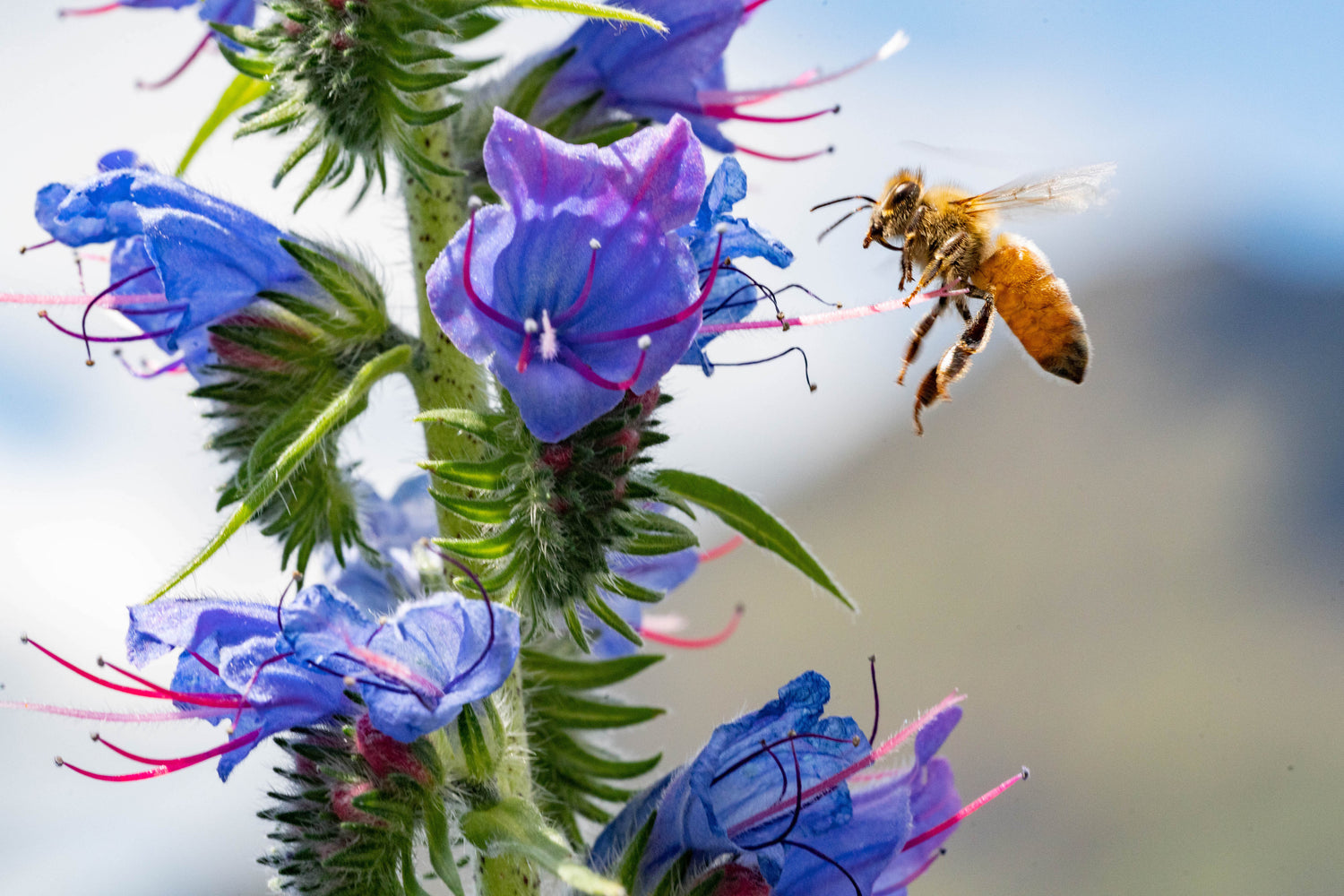 Spring Honey Flavors and Varieties: A Guide | Taylor Pass Honey ...